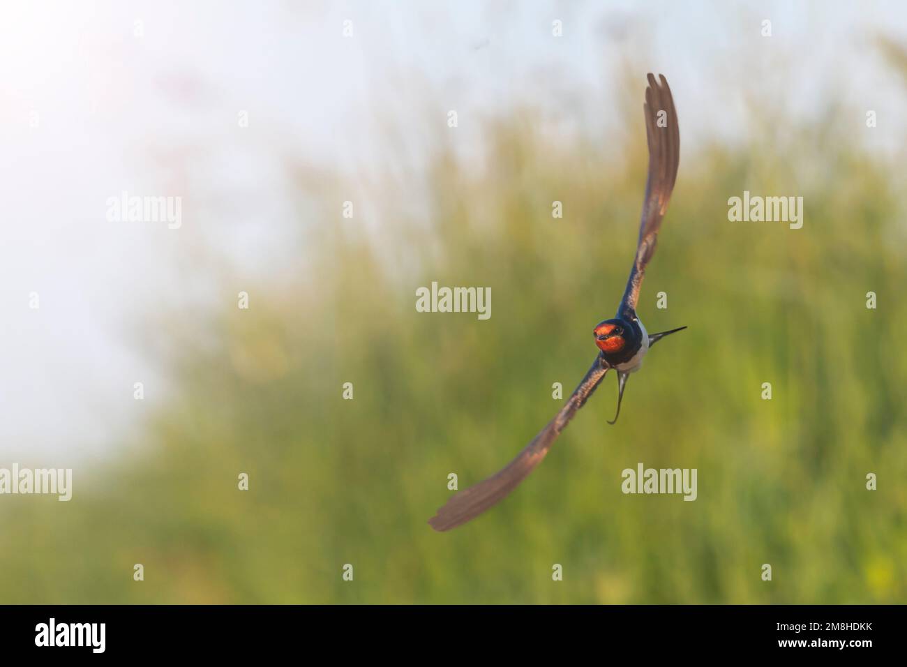 Swallow wingspan hi-res stock photography and images - Alamy