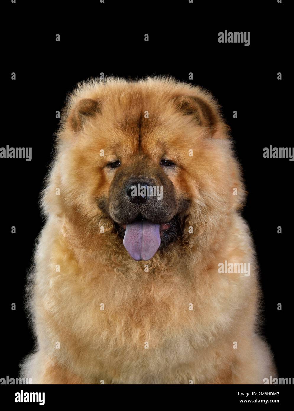 Portrait of chow-chow dog looking at the camera isolated on black ...