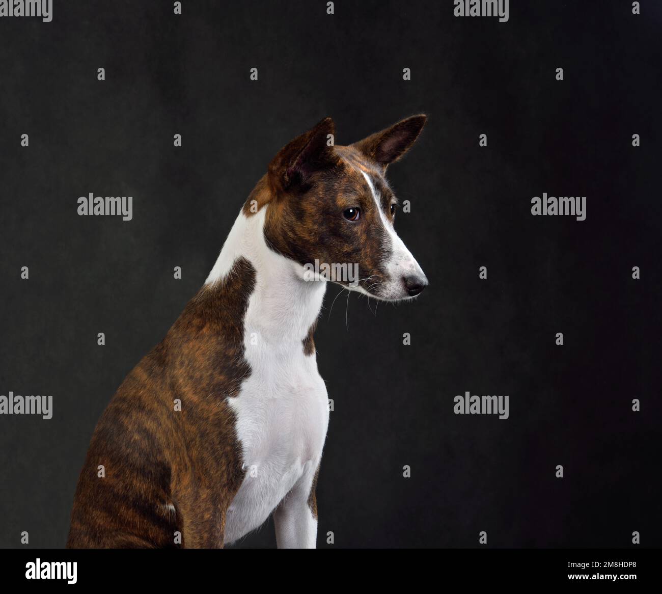 Portrait of Brindle color Basenji dog sitting on gray background Stock ...