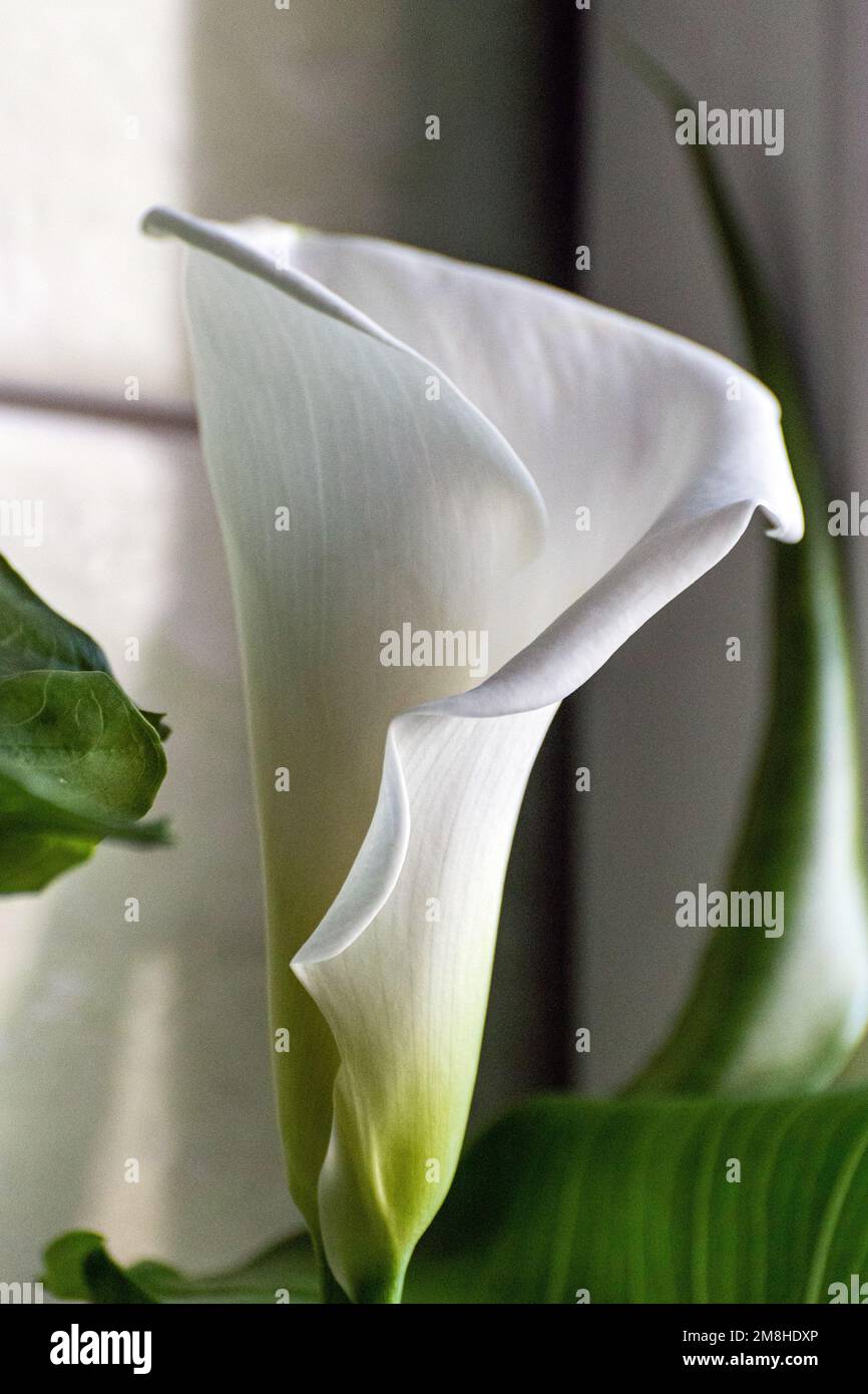 White giant calla lily hi-res stock photography and images - Alamy