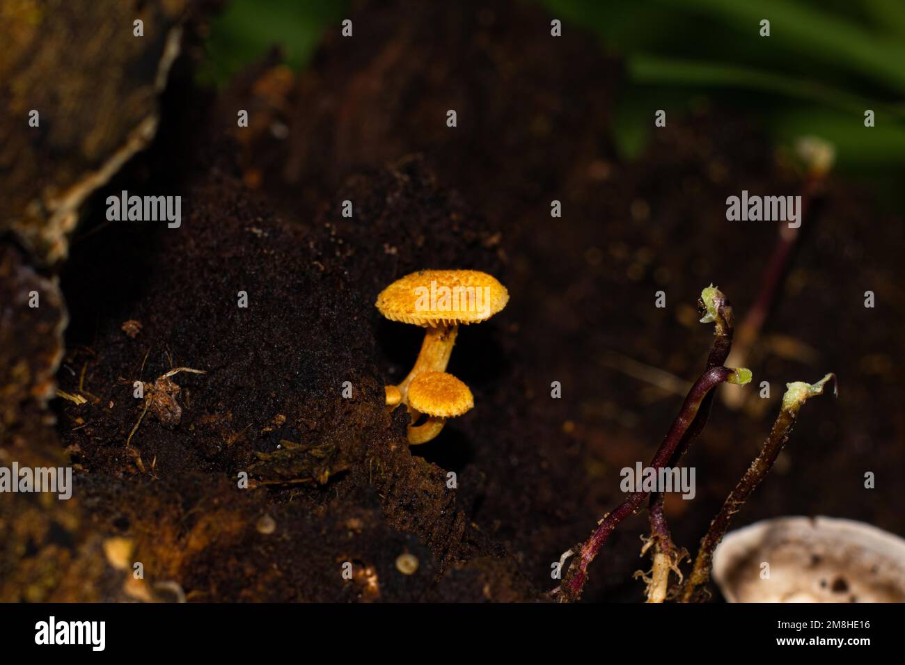 Golden scruffy collybia hi-res stock photography and images - Alamy