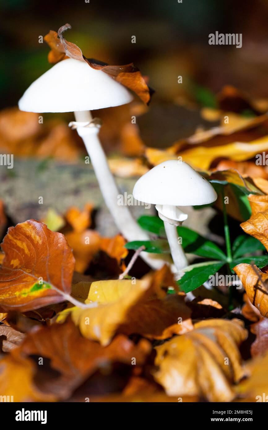 Tall mushrooms hi-res stock photography and images - Alamy