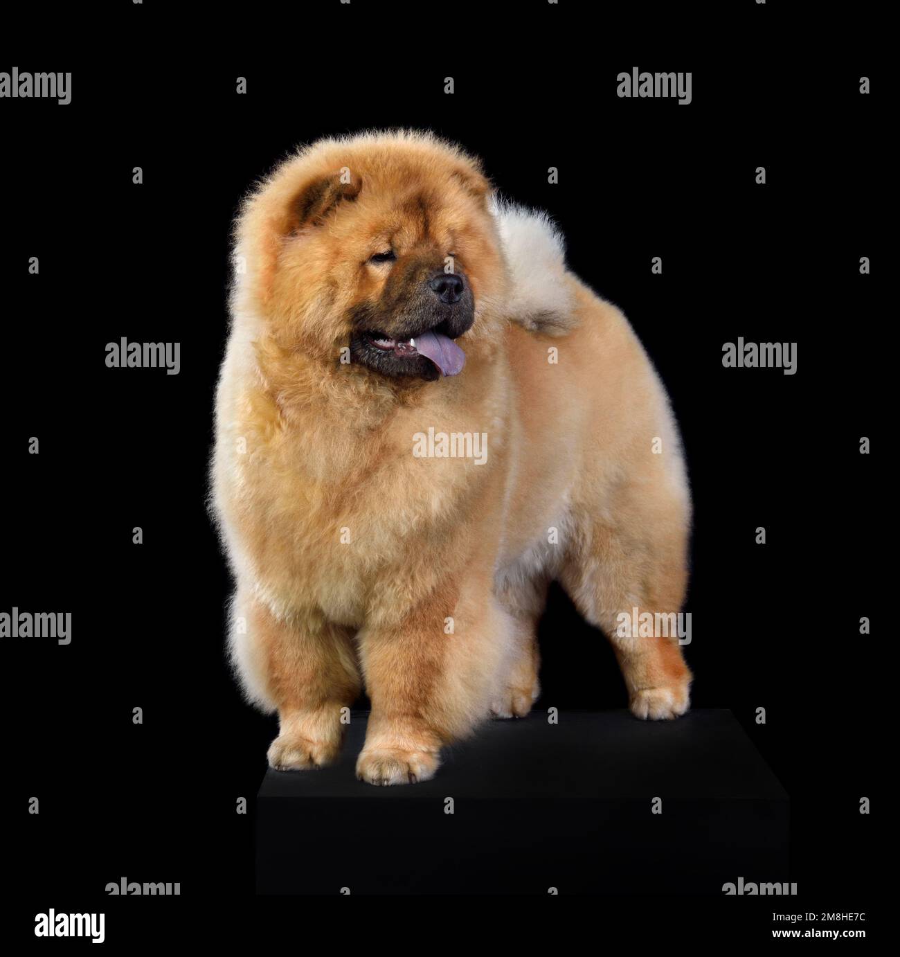 Chow chow dog standing on hi-res stock photography and images - Alamy