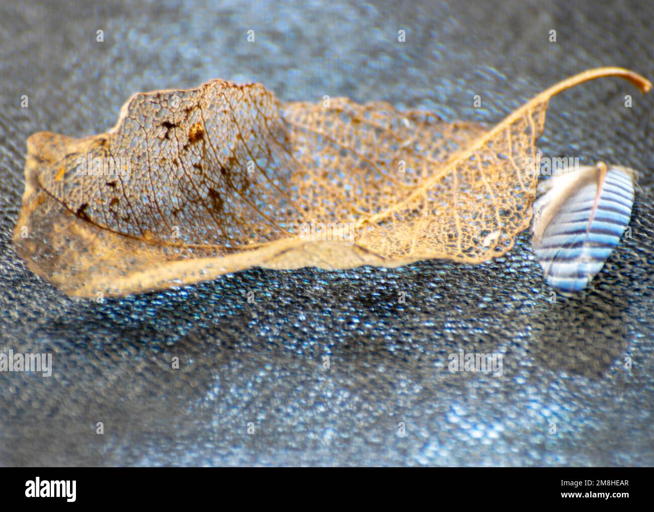 still life with a dry leaf that looks like lace, autumn Stock Photo - Alamy