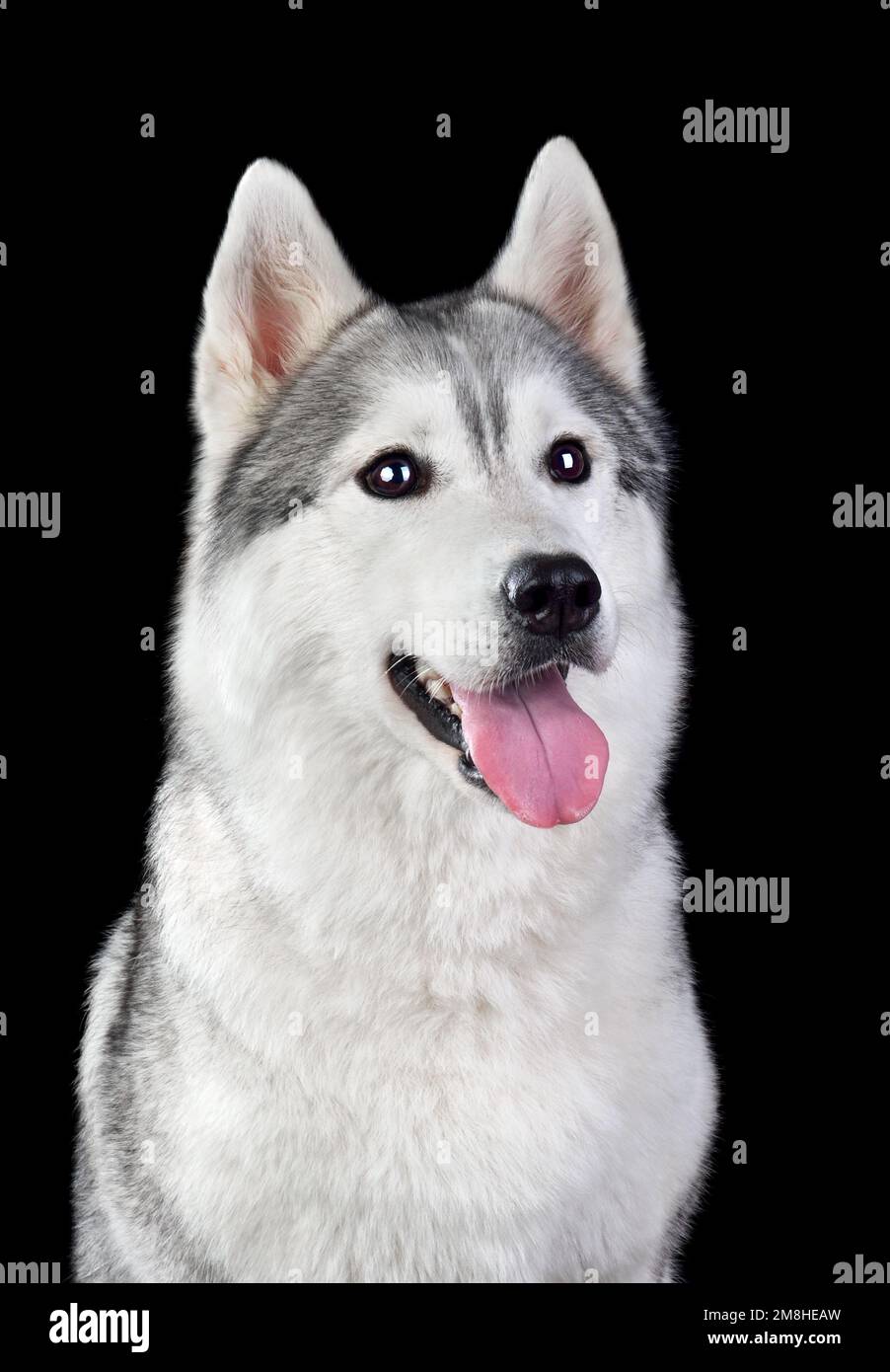Portrait of a siberian husky with open mouth isolated on black ...