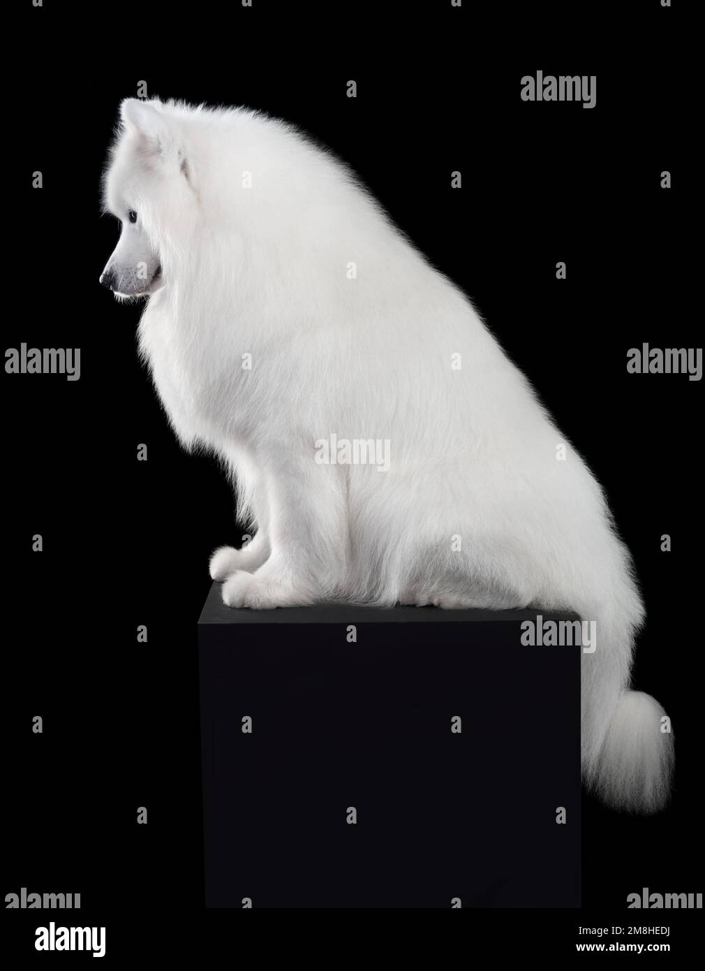 Portrait happy samoyed dog isolated hi-res stock photography and images ...