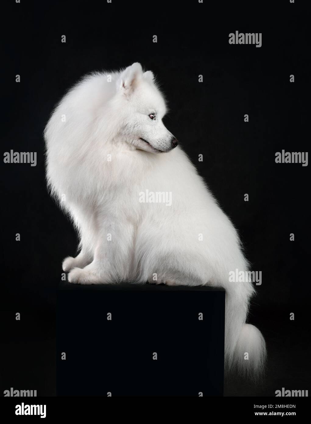 Beautiful sitting Samoyed dog isolated on black background Stock Photo ...