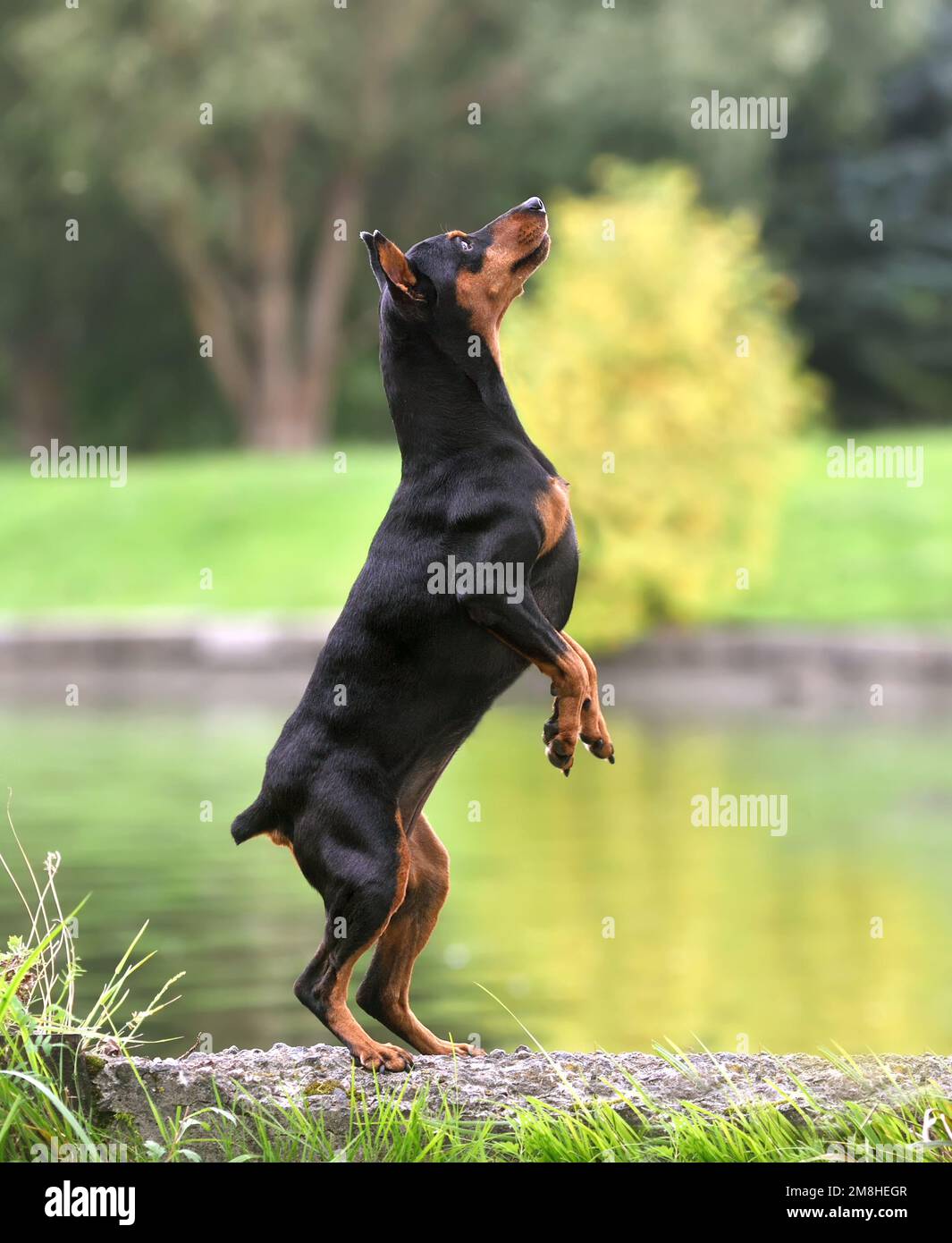 Beautiful tan-and-black Miniature pinscher dog with cropped ears ...