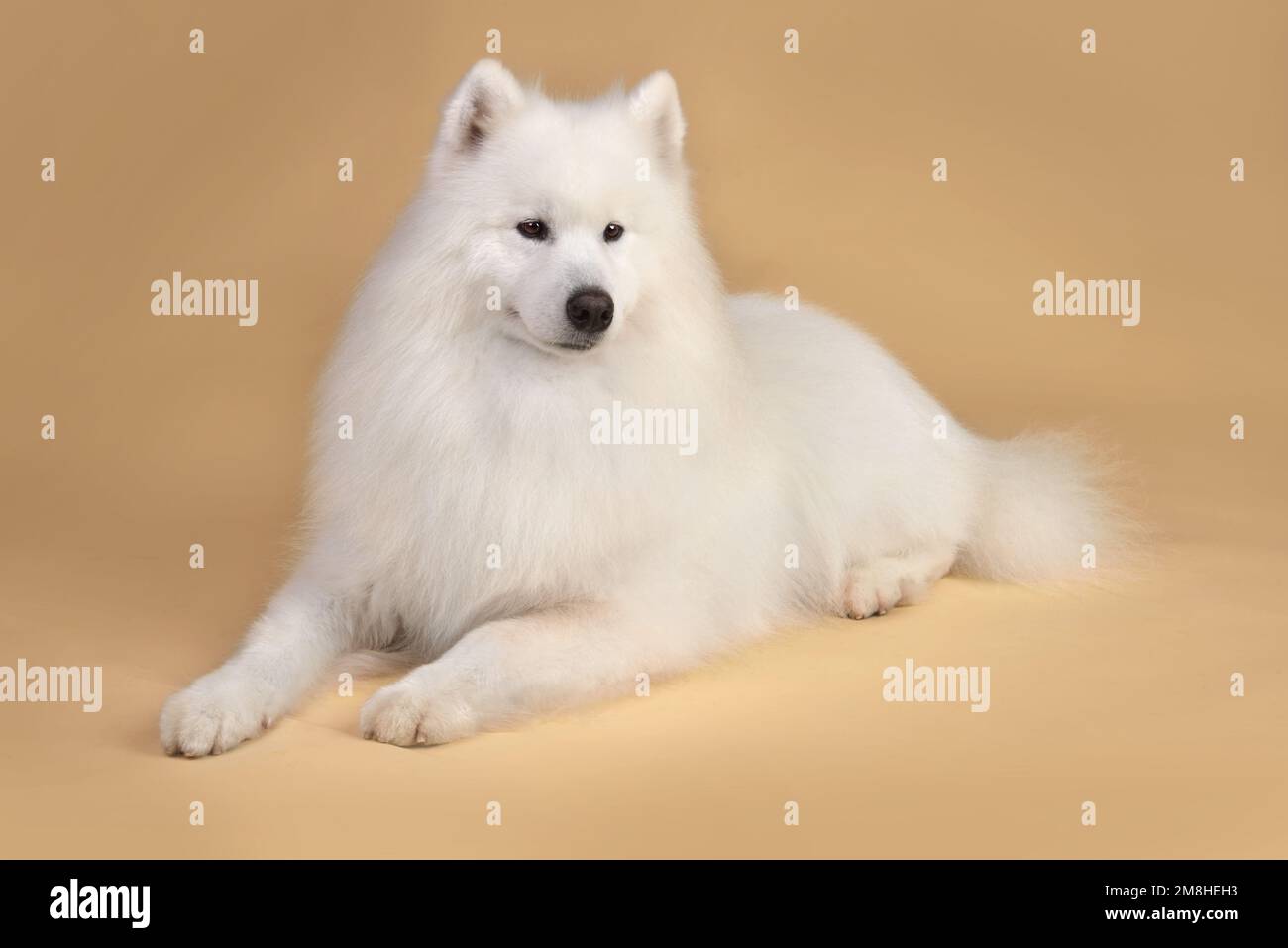 Beautiful Samoyed dog resting on yellow background Stock Photo - Alamy
