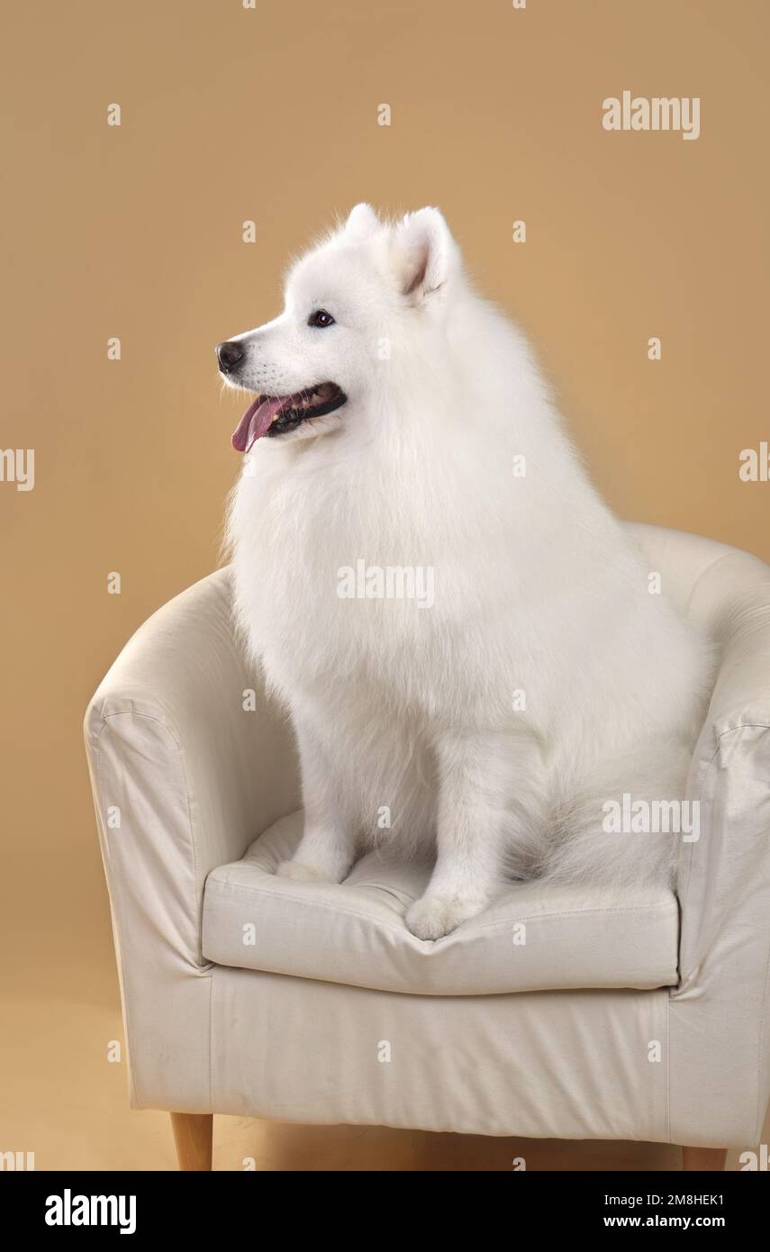 Beautiful Samoyed dog sitting in a chair on yellow background Stock ...
