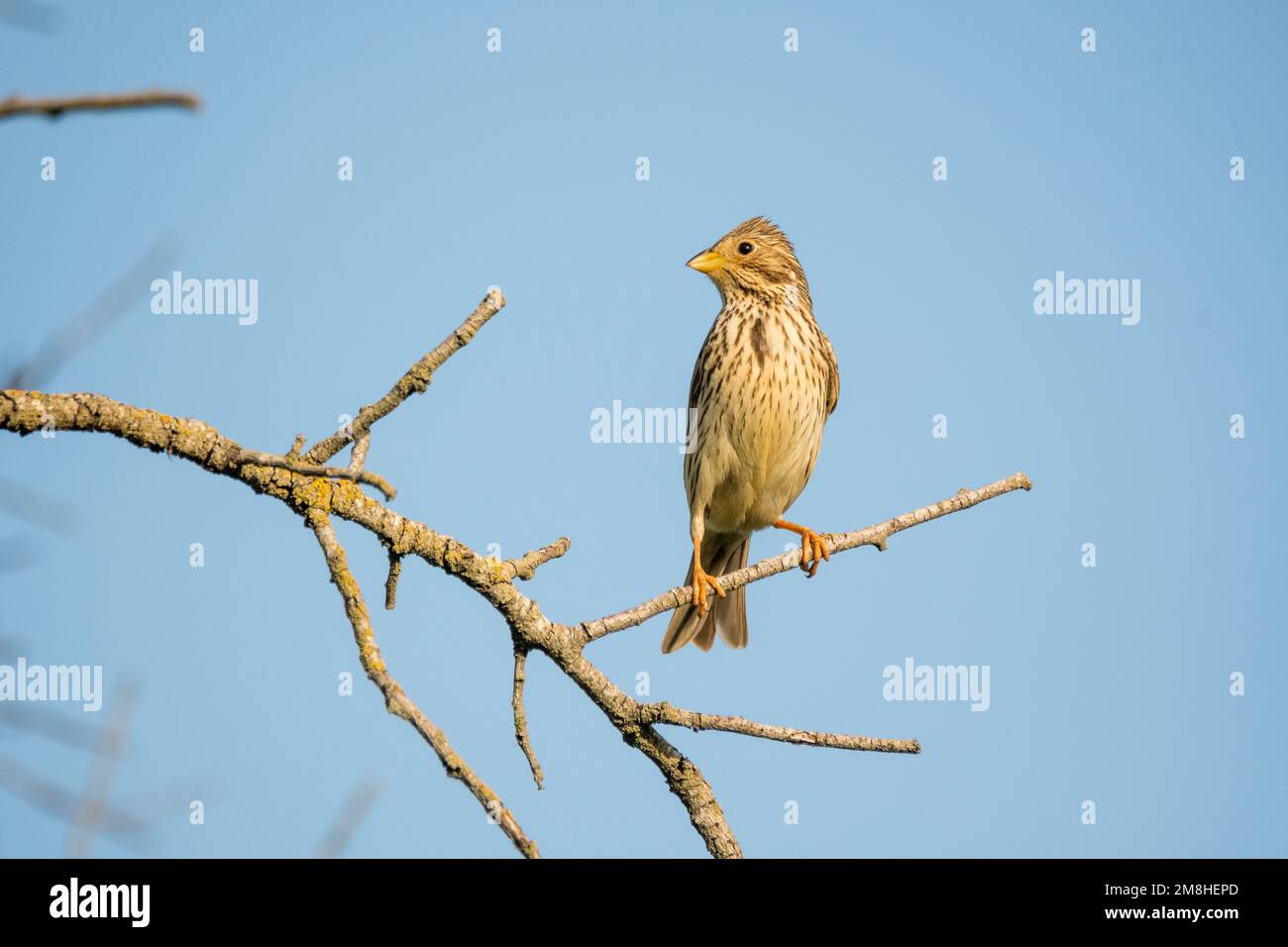 Corn bunting, Emberiza calandra, perched on a tree branch. Montgai ...