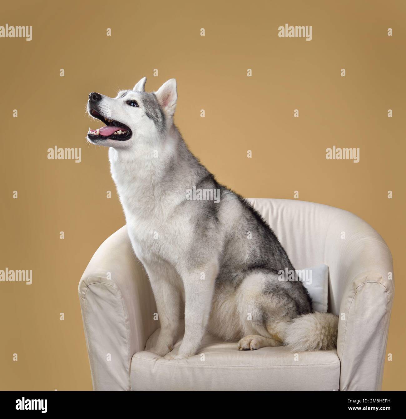Siberian husky dog sitting in chair and looking up on yellow background ...