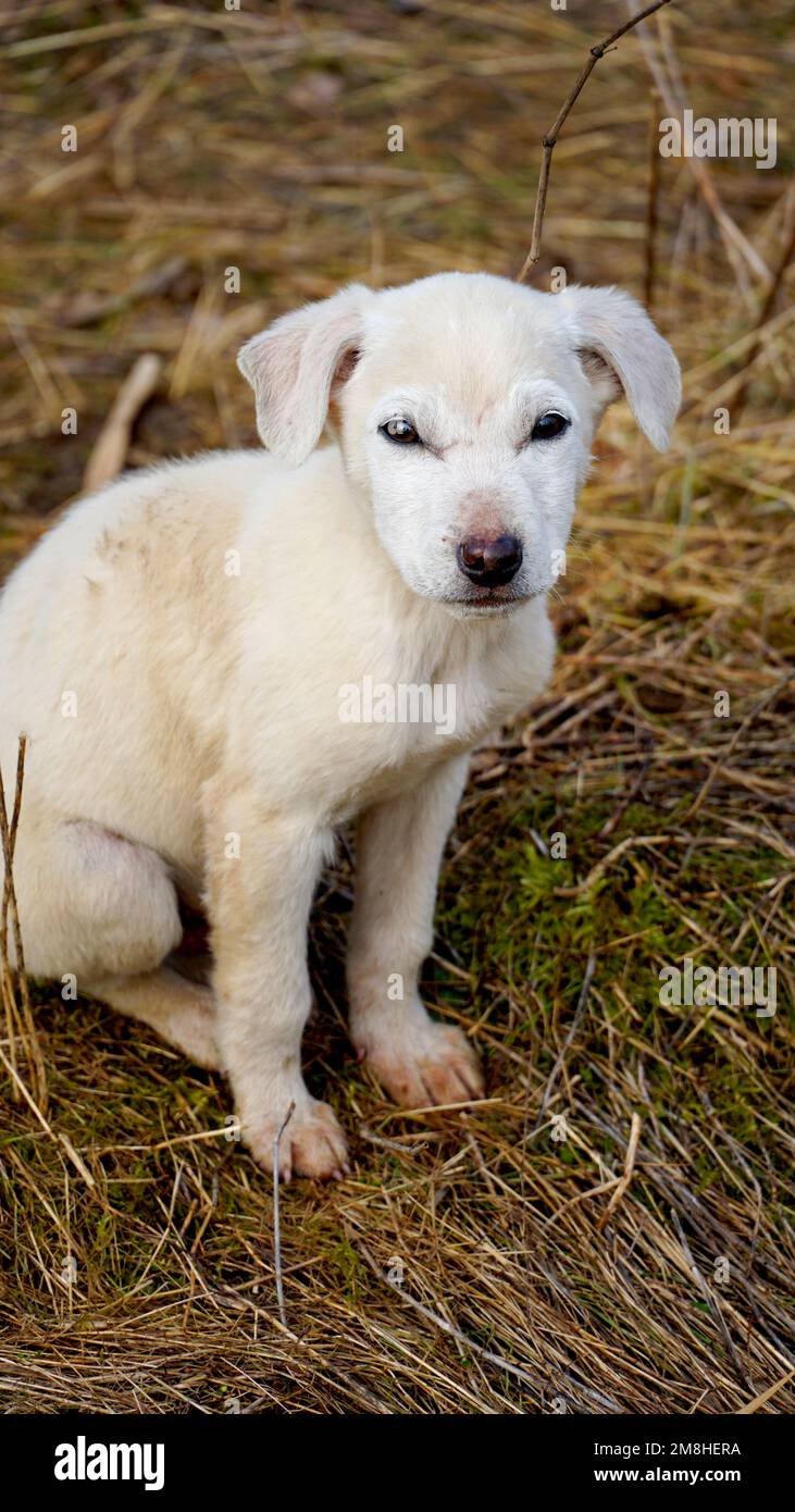 stray hungry dog puppies pictured in mid of warm january day in nature ...