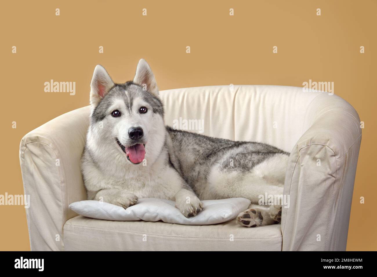 Siberian husky dog lying in chair on yellow background Stock Photo - Alamy