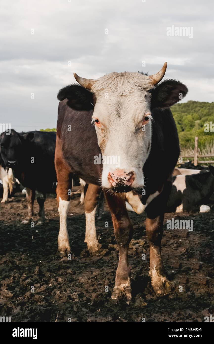 Herd of cows is grazing. Dairy farm animals stand in paddock. Animal ...
