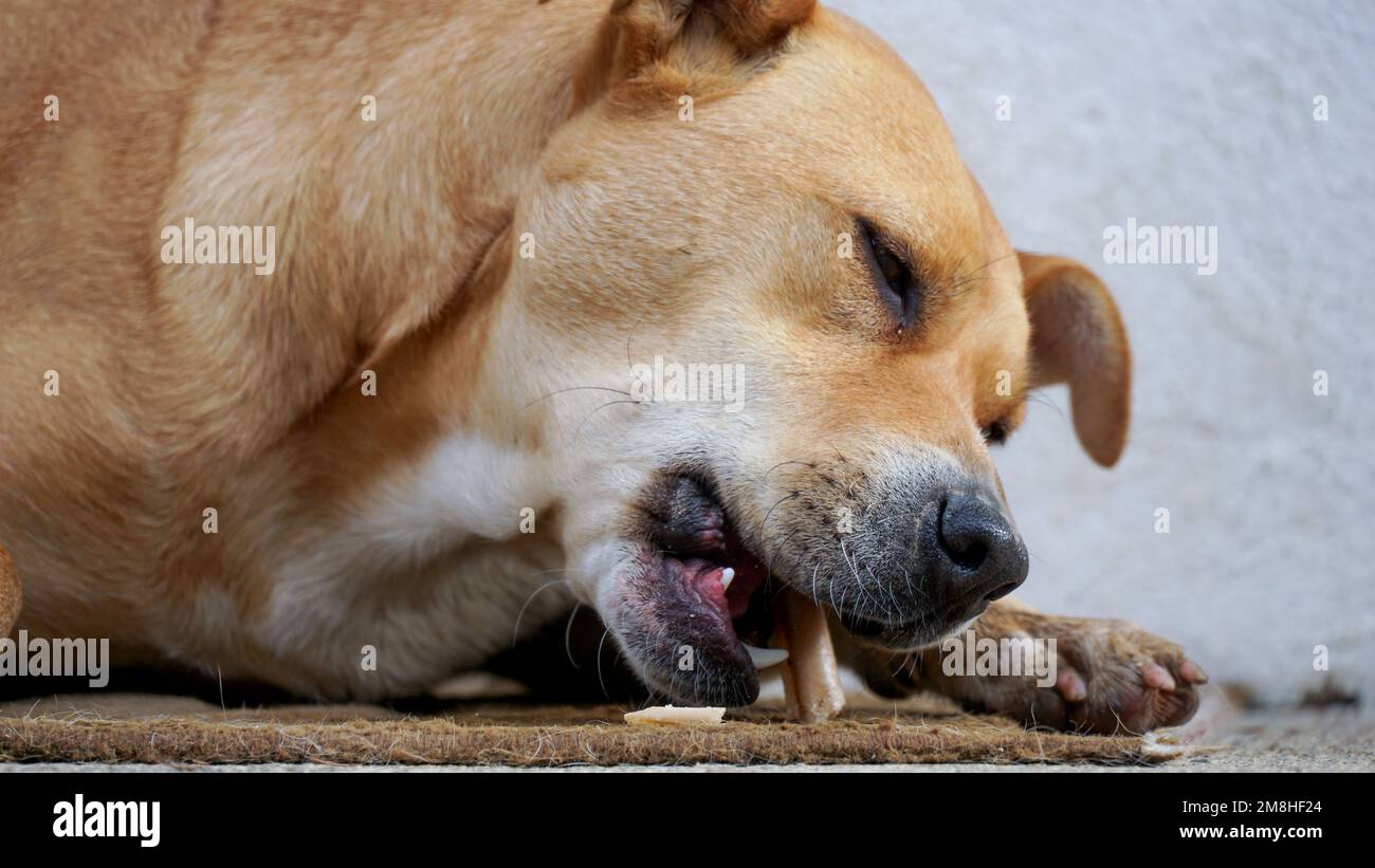mix of staffy dog eats a bone close up image Stock Photo - Alamy