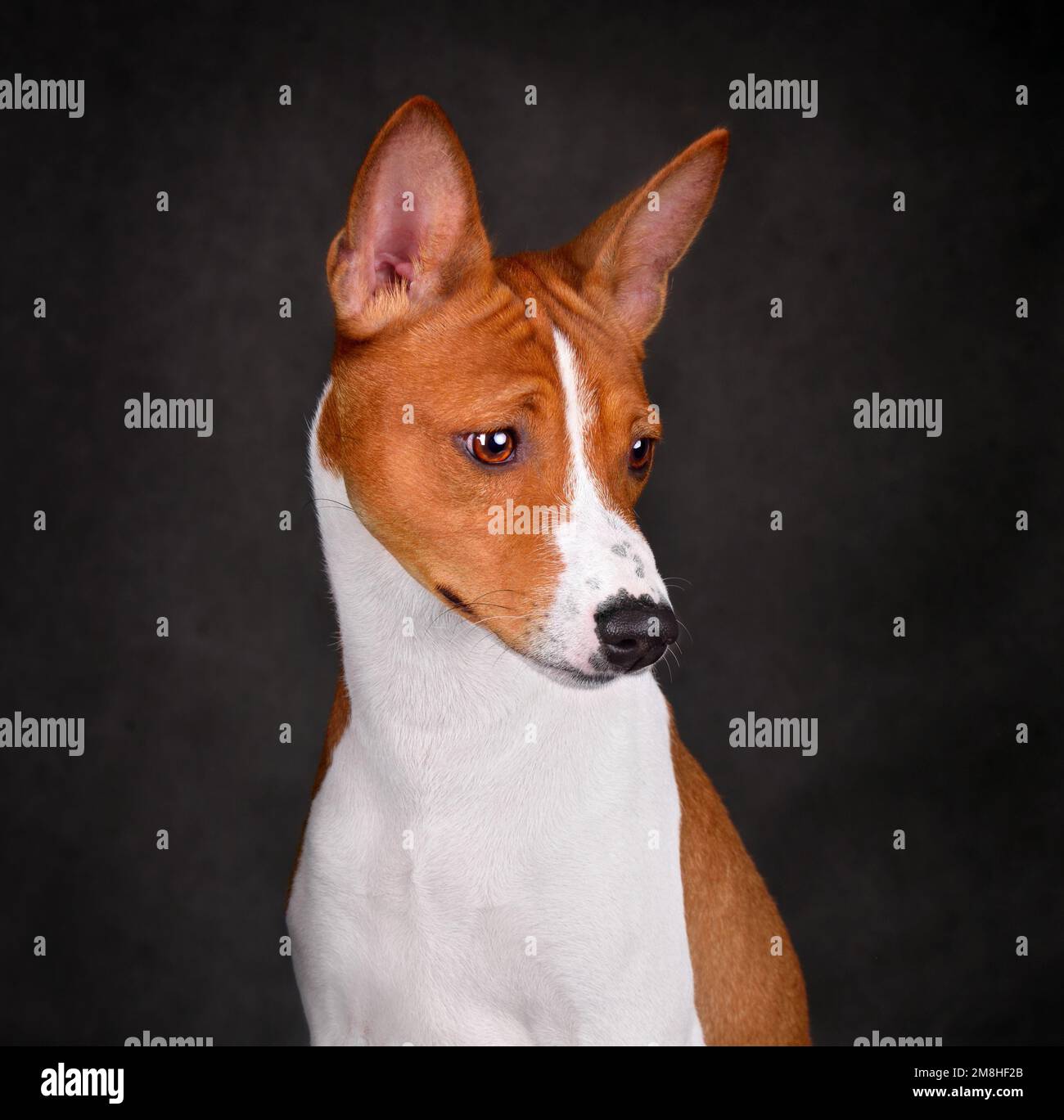 Congo dog hi-res stock photography and images - Alamy