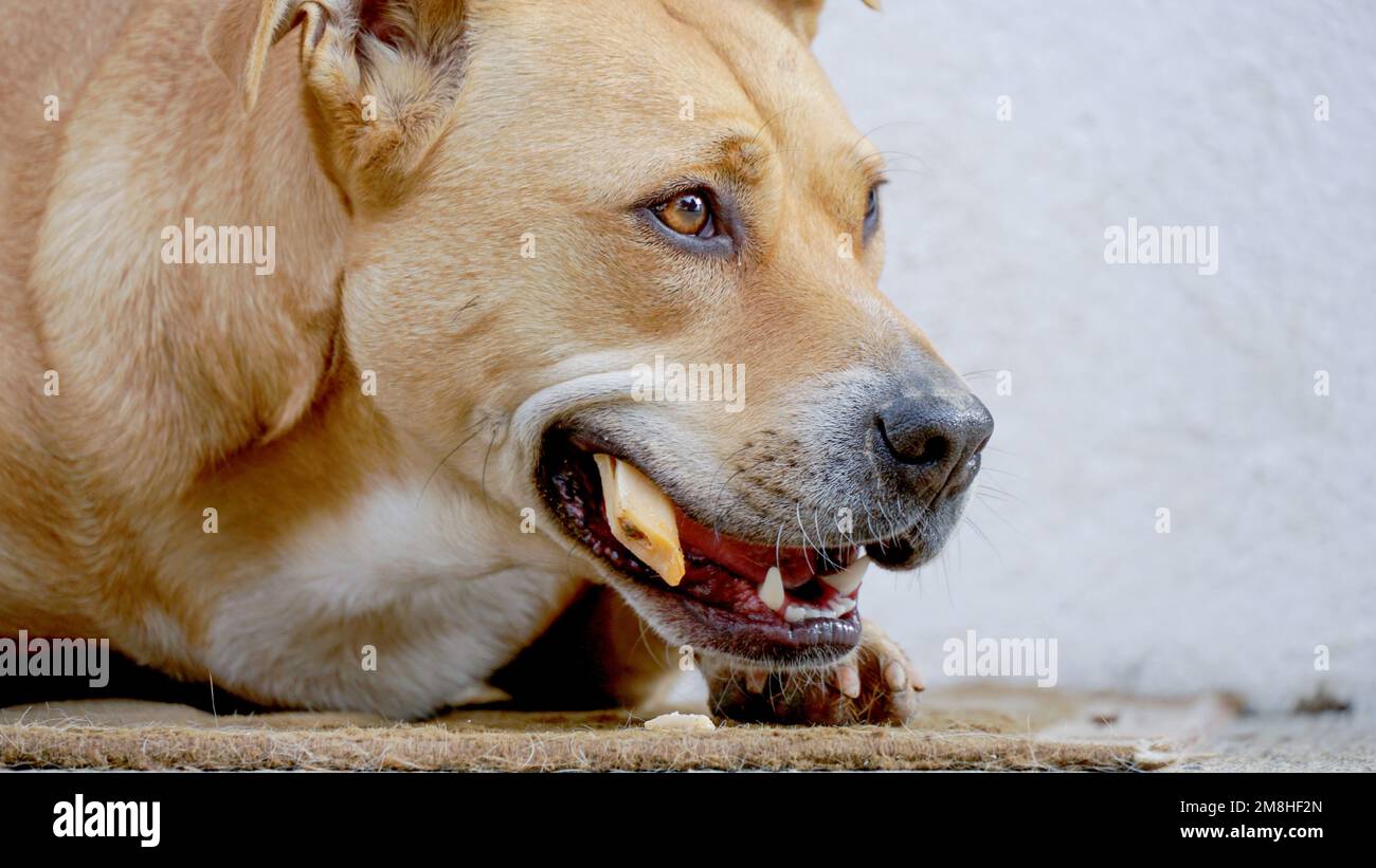 mix of staffy dog eats a bone close up image Stock Photo - Alamy
