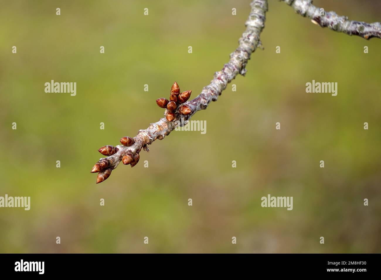 Cherry Buds pictured in mid of warm january day Stock Photo - Alamy