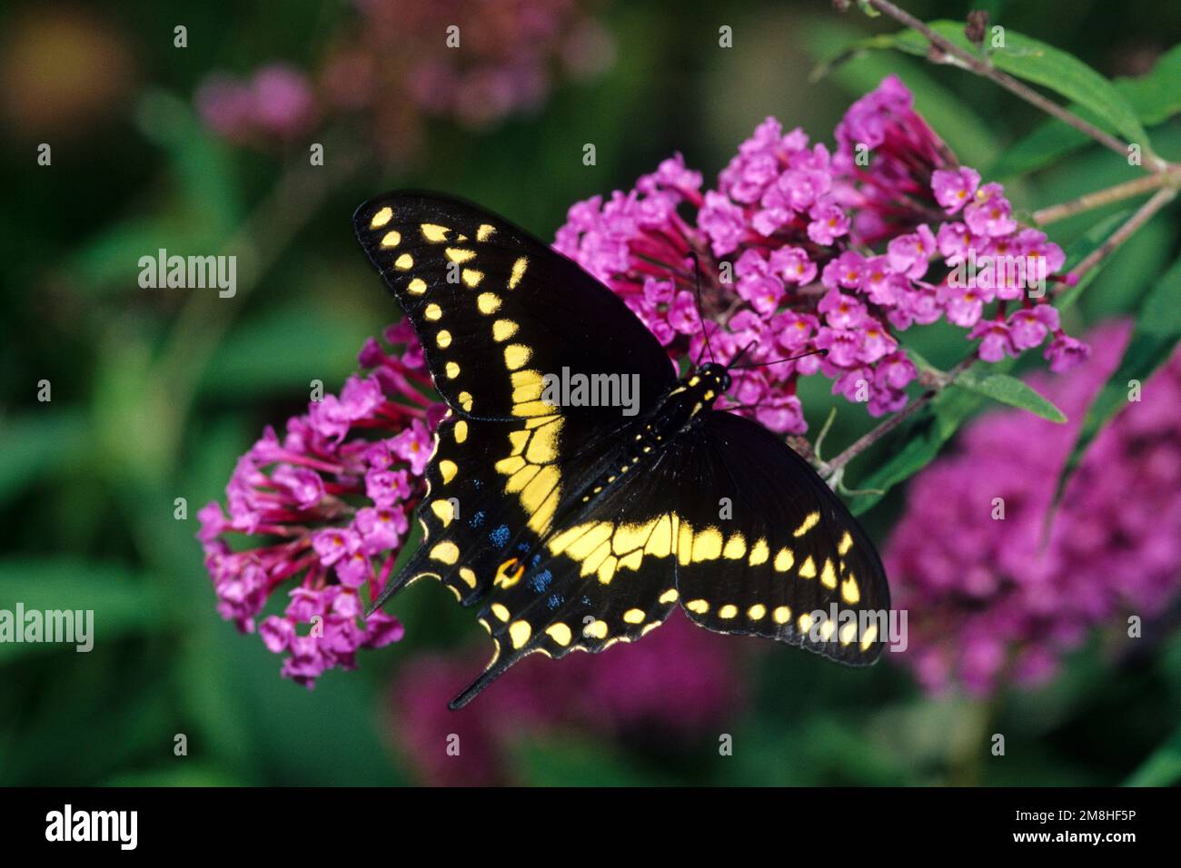 03009-014.01 Black Swallowtail butterfly (Papilio polyxenes) male on ...