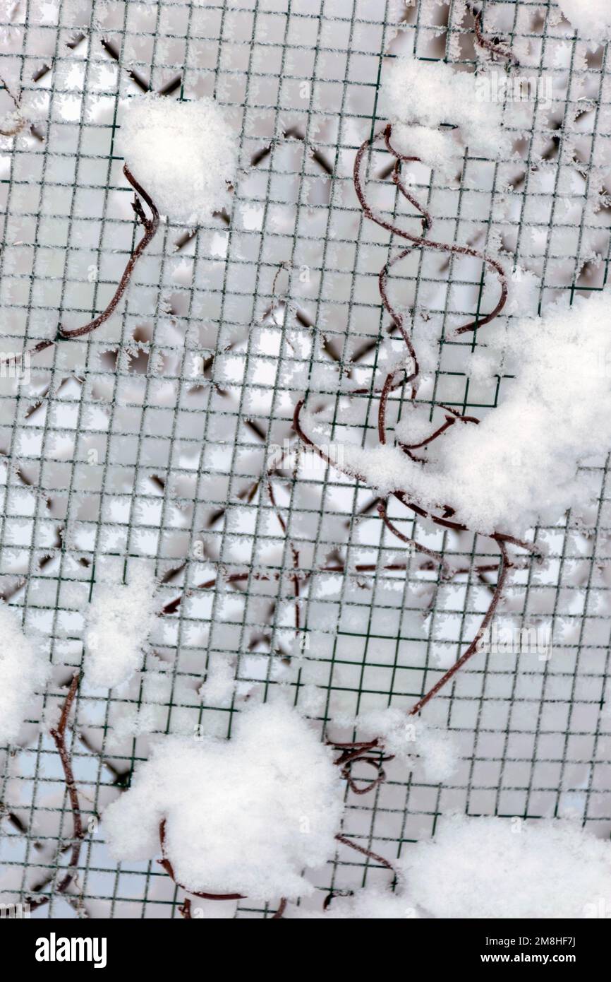 beautiful snow and frost artwork on a checkered garden fence, winter ...