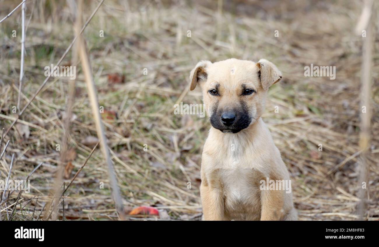 stray hungry dog puppies pictured in mid of warm january day in nature ...