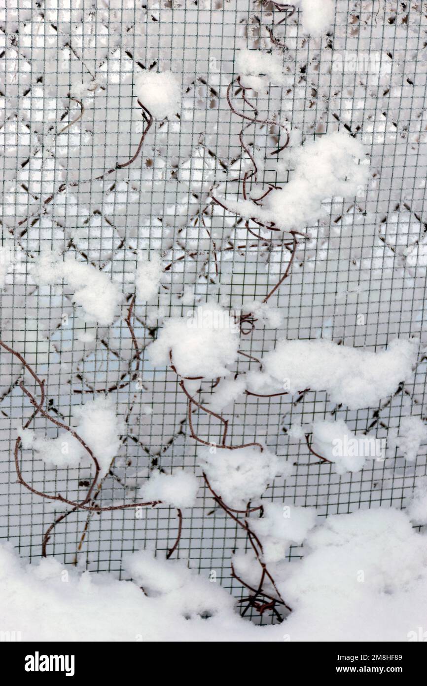 beautiful snow and frost artwork on a checkered garden fence, winter ...