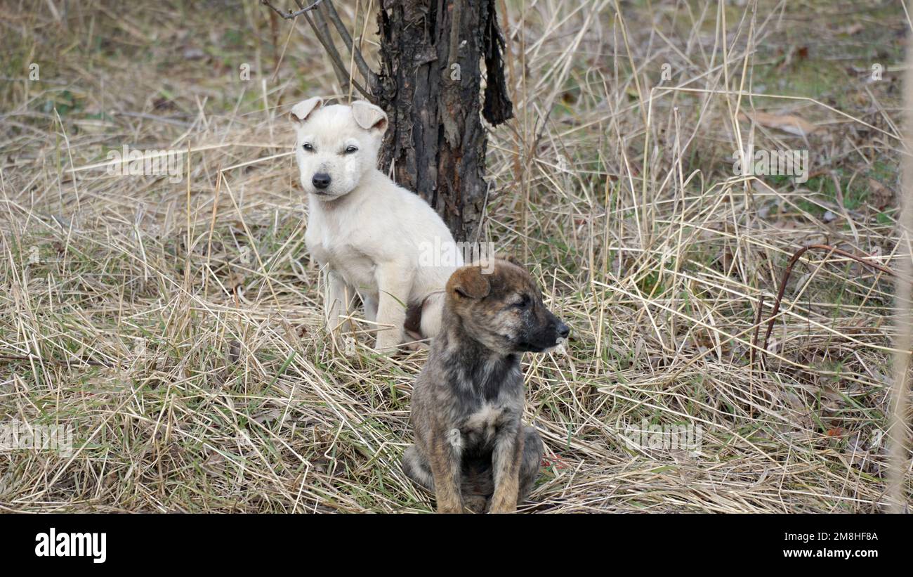 stray hungry dog puppies pictured in mid of warm january day in nature ...