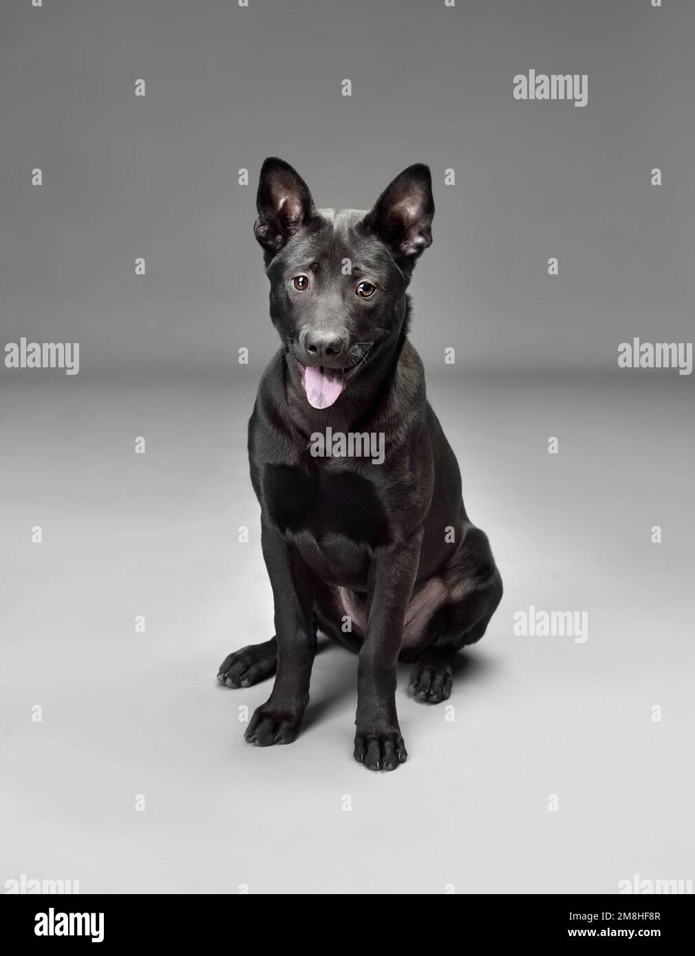 Puppy of black Thai Ridgeback sitting on gray background Stock Photo ...