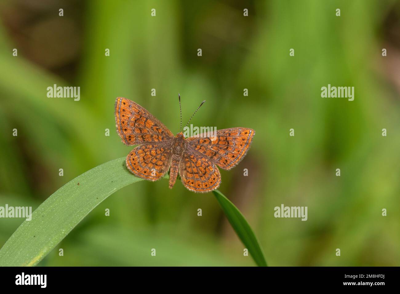 Swamp metalmark calephelis muticum hi-res stock photography and images ...