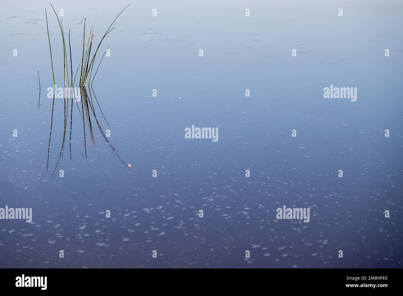 a few reeds in a pool of water completely still and reflective Stock ...