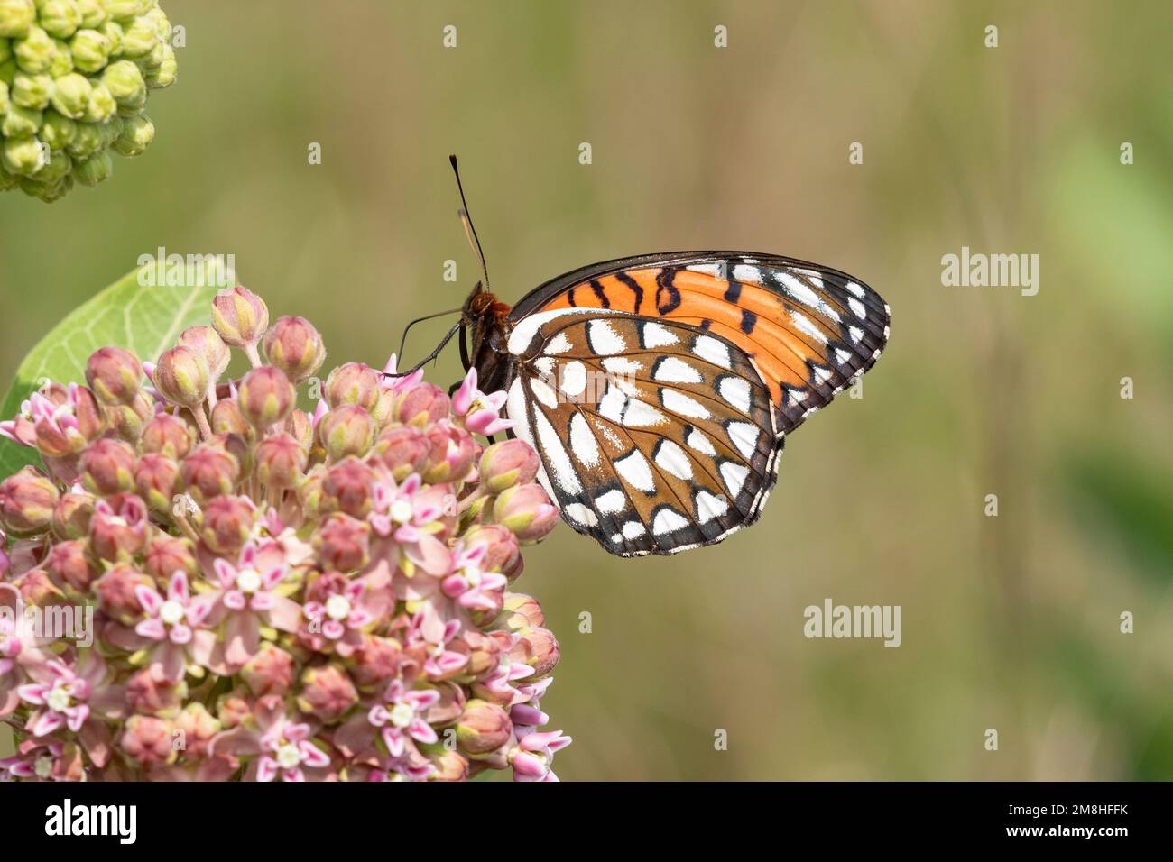 Female regal fritillary butterfly hi-res stock photography and images ...