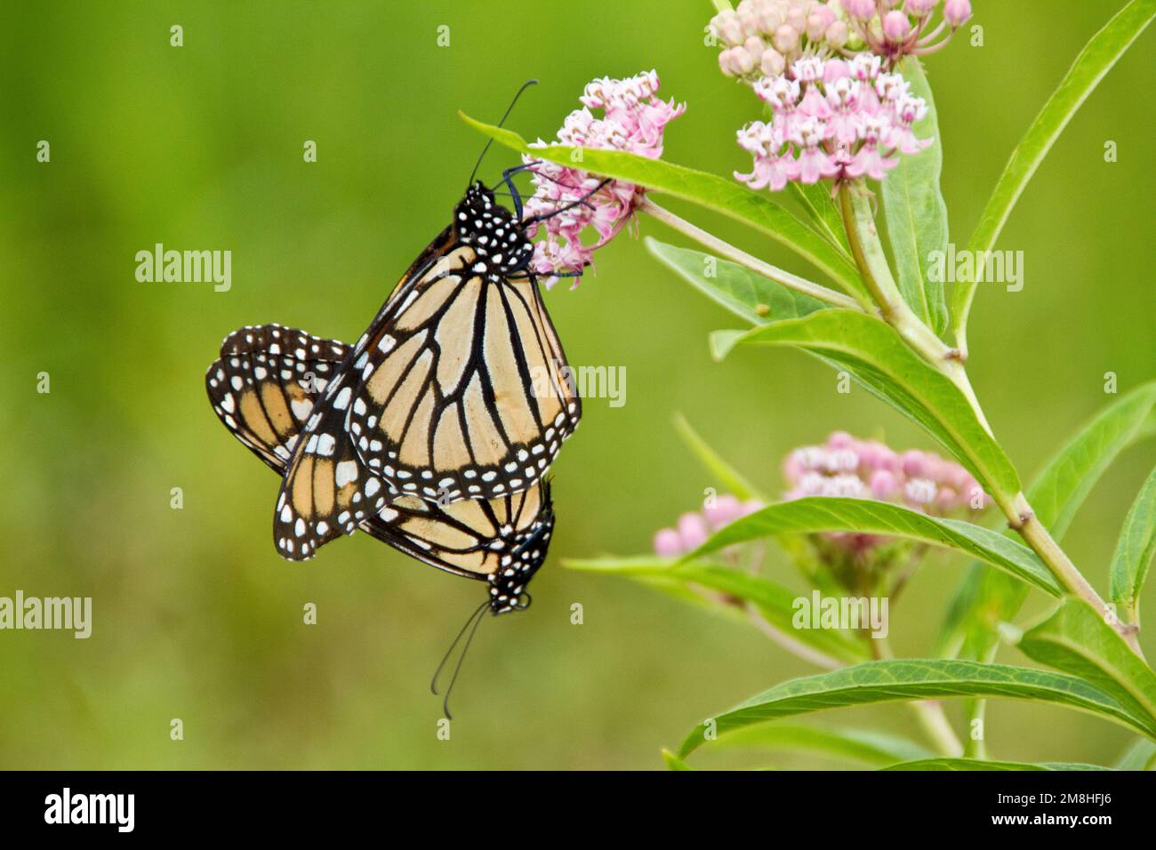 03536-04920 Monarch butterflies (Danaus plexippus) male and female ...