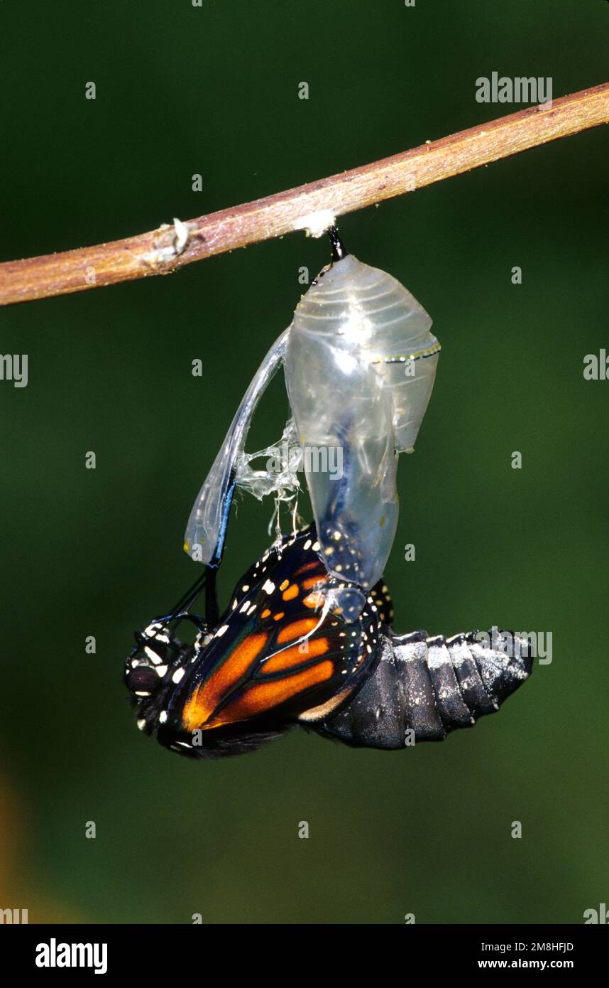 03536-03208 Monarch butterfly (Danaus plexippus) emerging from pupa ...
