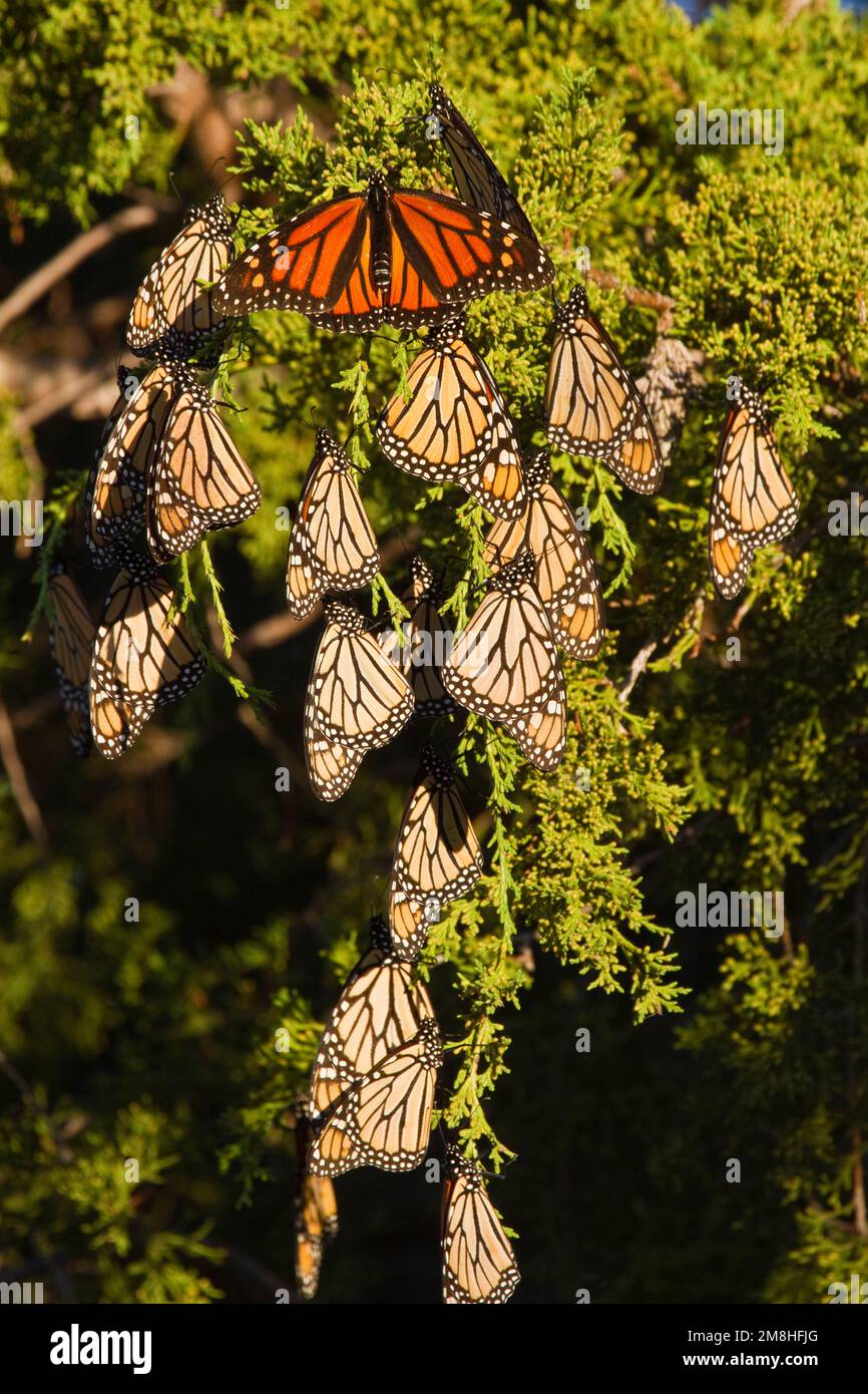 03536-05202 Monarch butterflies (Danaus plexippus) roosting in Eastern ...