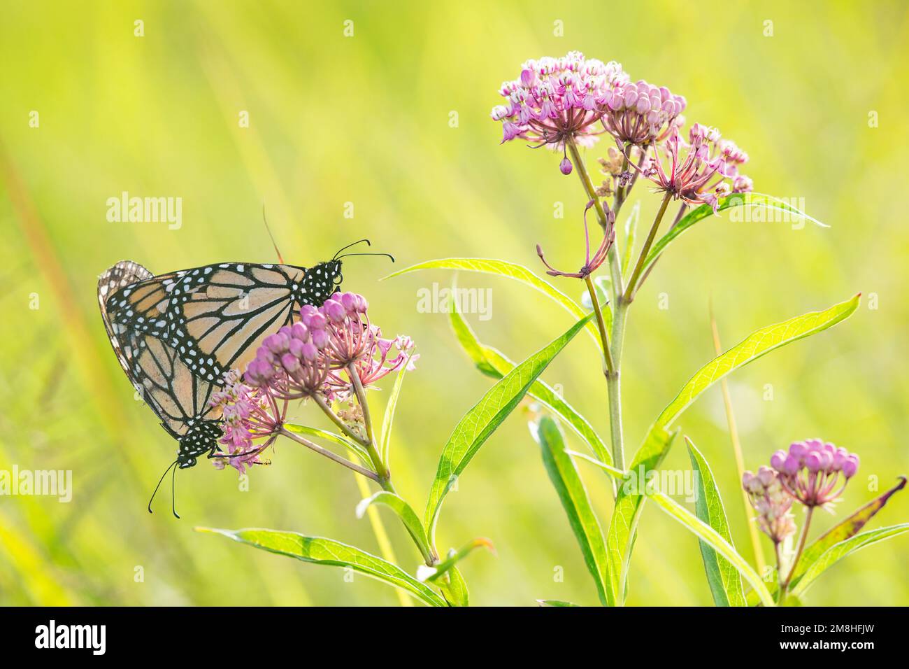 Male and female monarch butterflies hi-res stock photography and images ...
