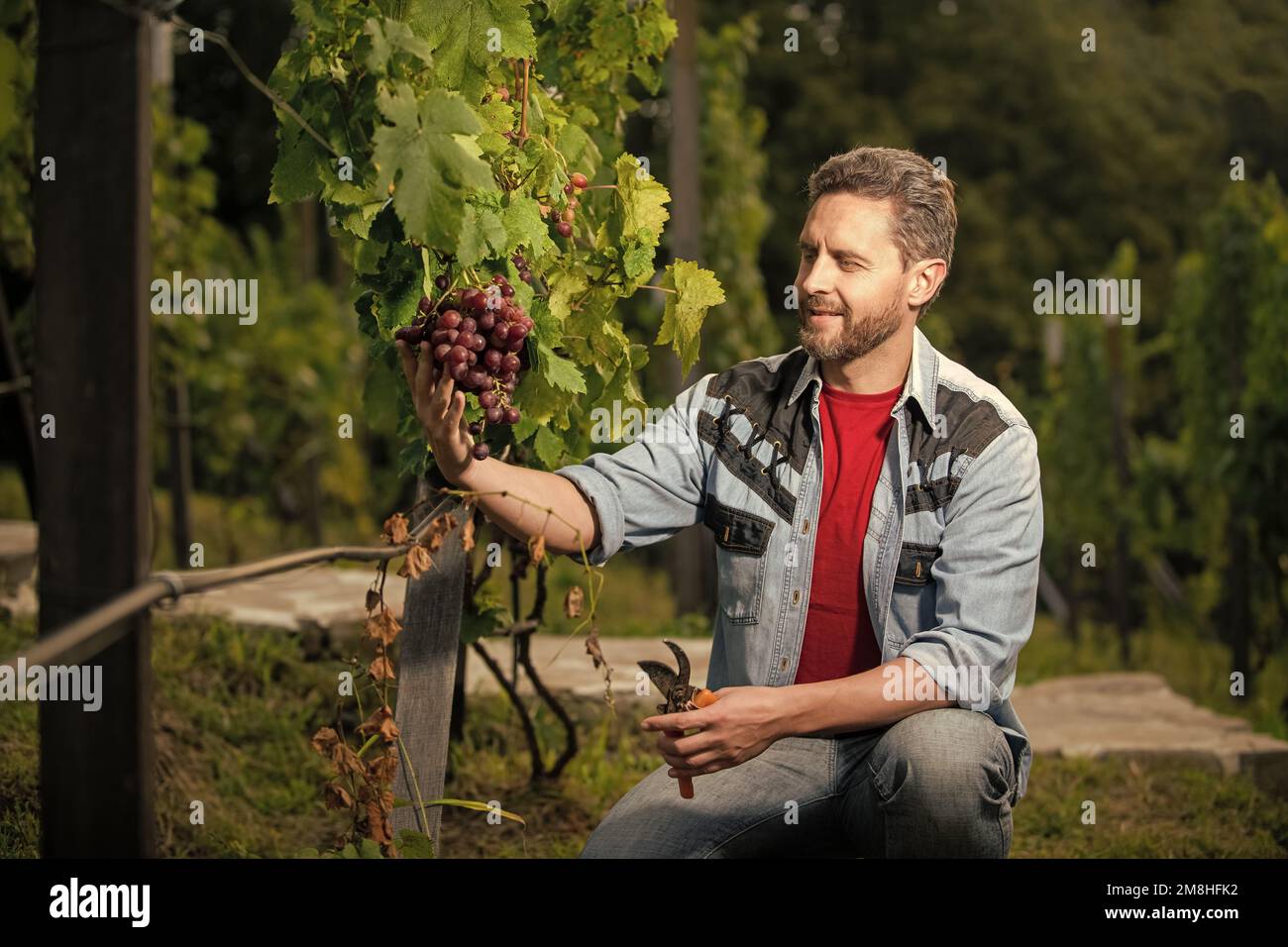 vintner man cut grapes with gardening scissors, vintage grape Stock Photo - Alamy