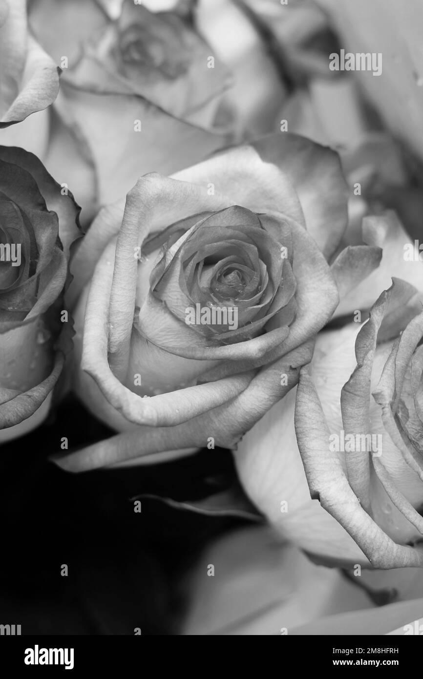 Beautiful bouquet of fresh roses in full bloom in a black and white ...
