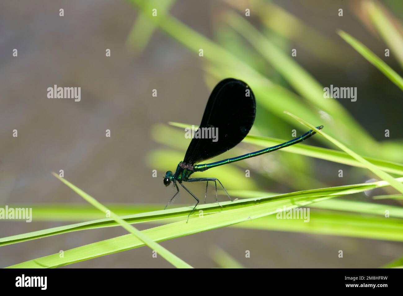 06014-001.08 Ebony Jewelwing (Calopteryx maculata) male, Lawrence Co ...