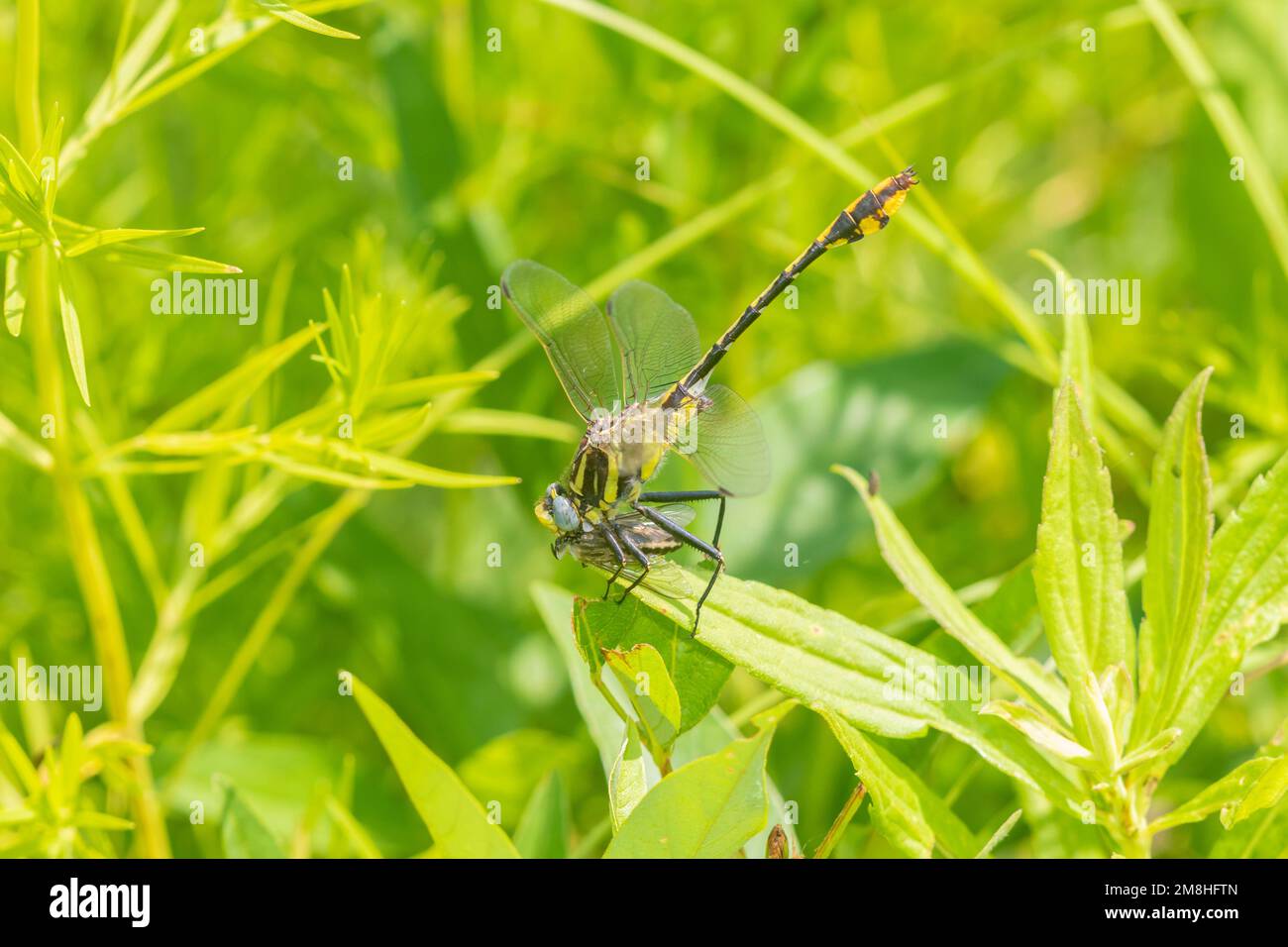 Gomphus externus hi-res stock photography and images - Alamy