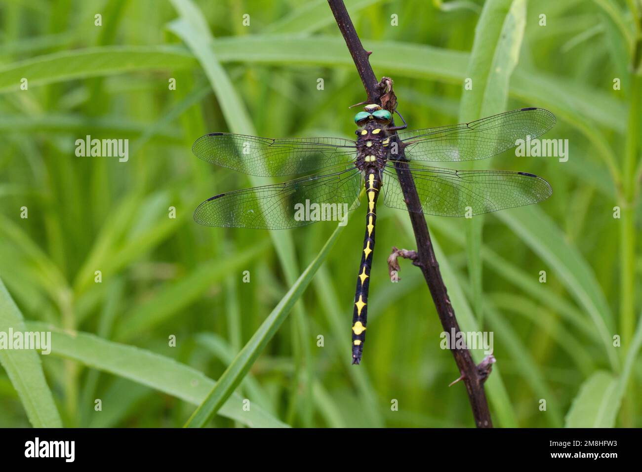 06496-00216 Arrowhead Spiketail Dragonfly (Cordulegaster obliqua) male ...