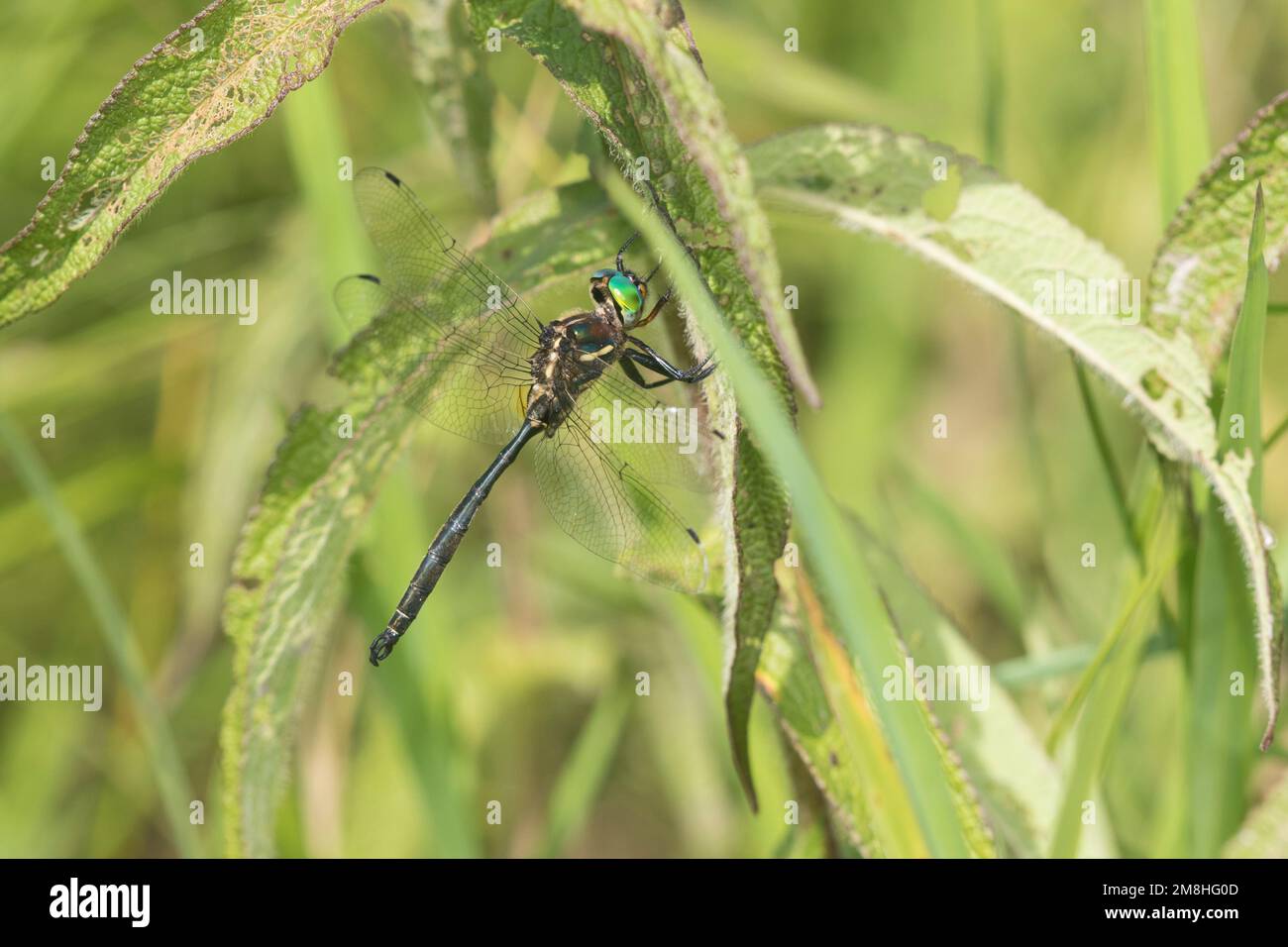 Somatochlora hineana hi-res stock photography and images - Alamy