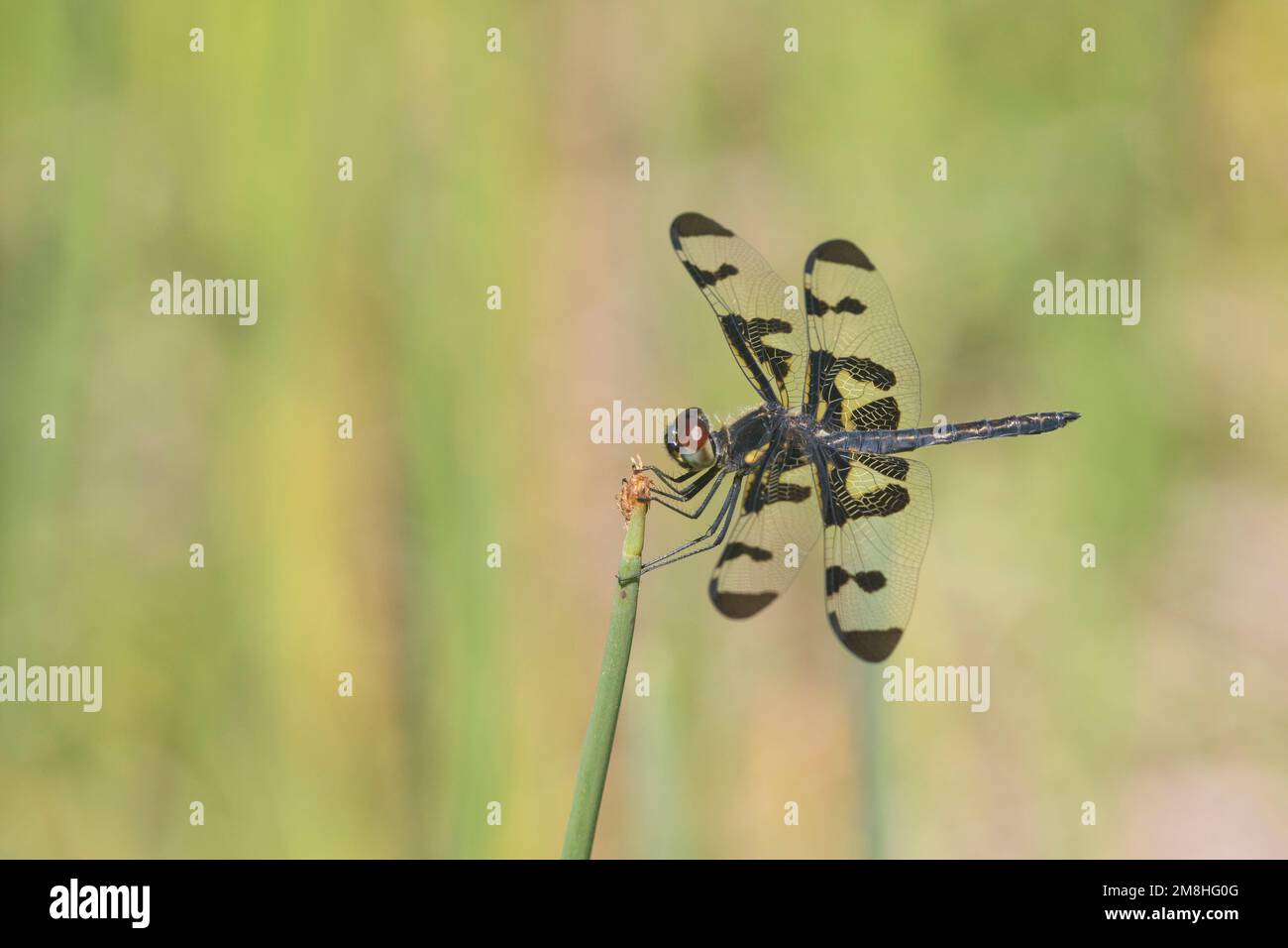 06580-00212 Banded Pennant (Celithemis fasciata) male Washinton Co. MO ...