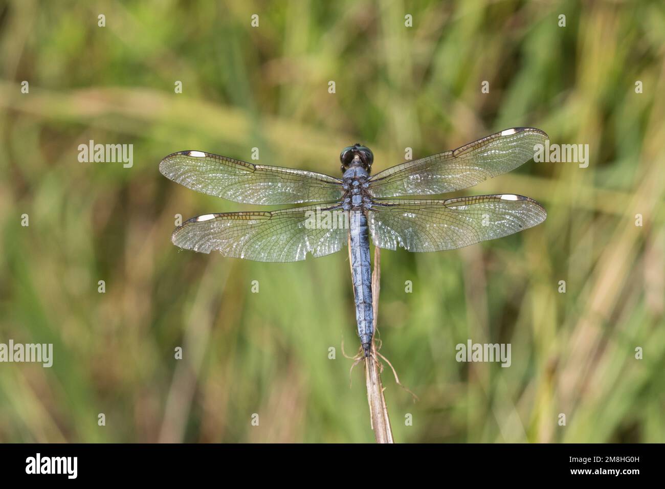 Spangled skimmer libellula cyanea hi-res stock photography and images ...