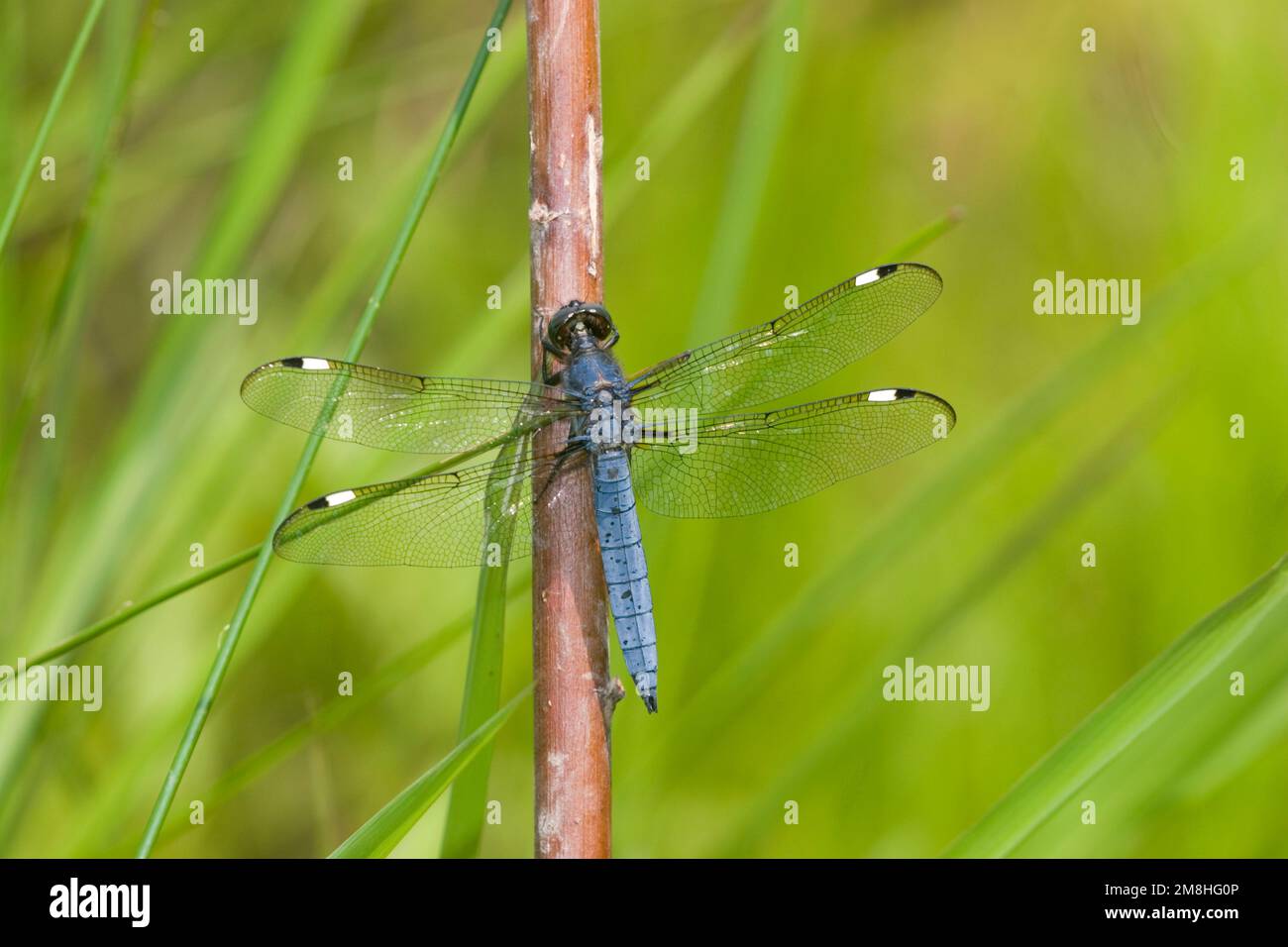 06617-001.10 Spangled Skimmer (Libellula cyanea) male in wetland ...
