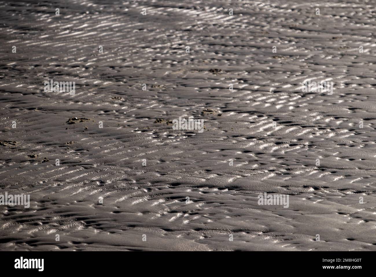 Sand dollar beach california hi-res stock photography and images - Alamy