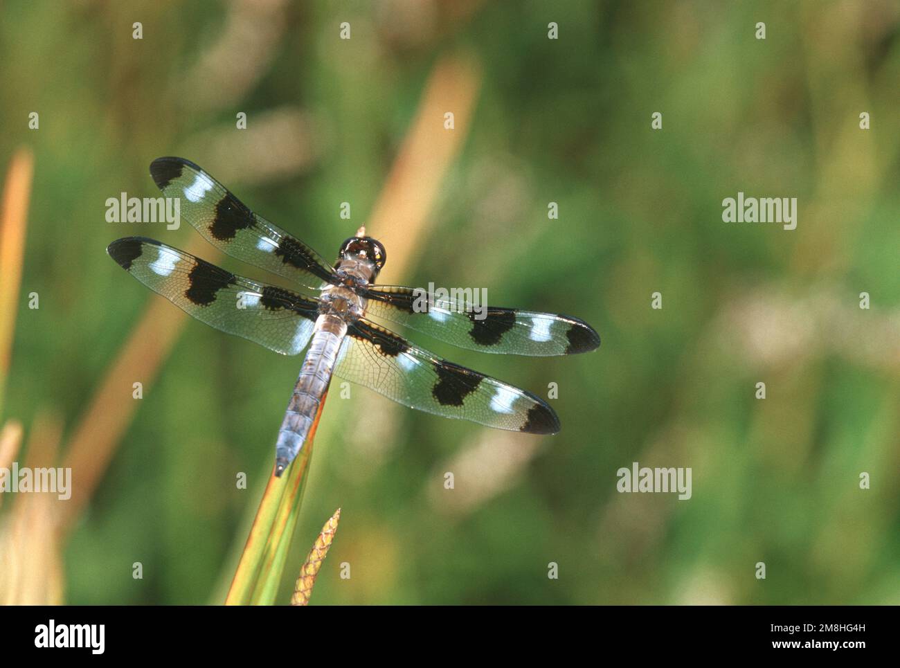 Twelve-spotted Skimmer (Libellula pulchella) male in wetland, Marion Co ...