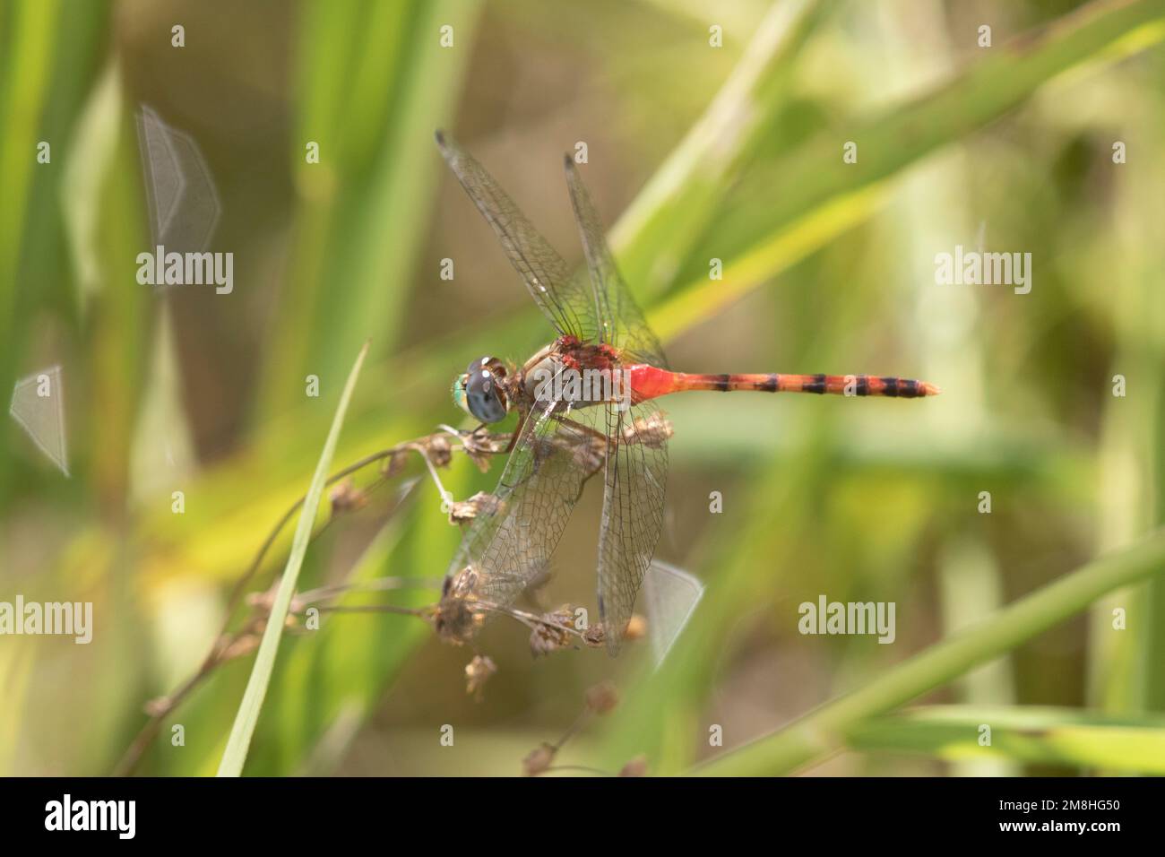 Male blue faced meadowhawk hi-res stock photography and images - Alamy