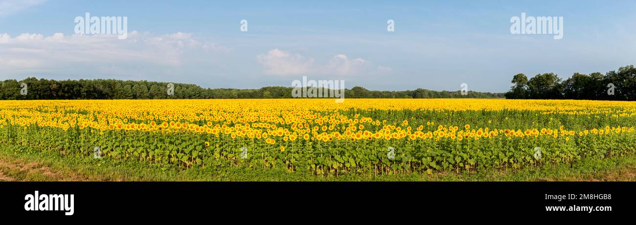 63801-06903 Sunflower field Sam Parr State Park Jasper County, IL Stock ...