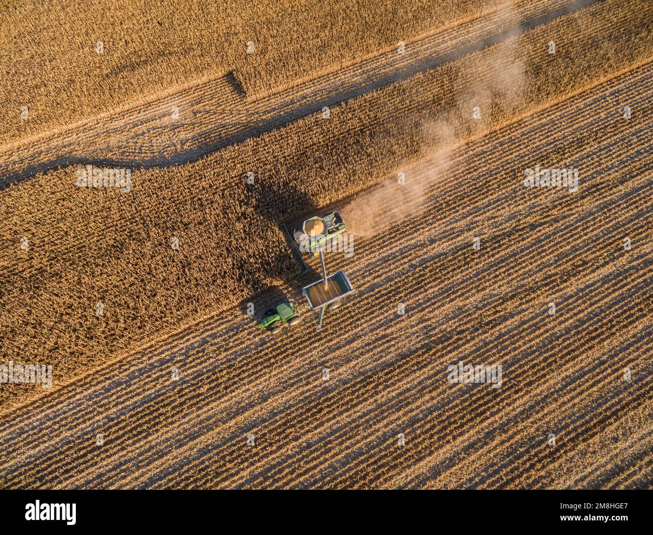 63801-08318 Corn Harvest, John Deere combine unloading corn into grain ...